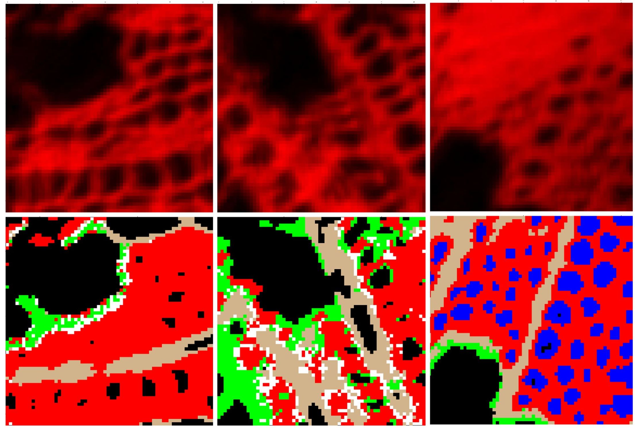 Accueil - Microphénotypage